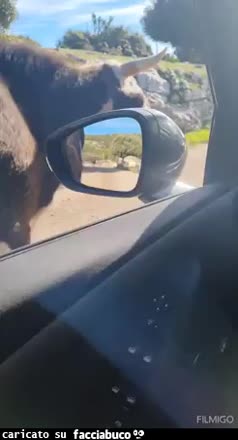 Quando vedo una vacca non resisto … bestiaccia pubblicata da Lello ...