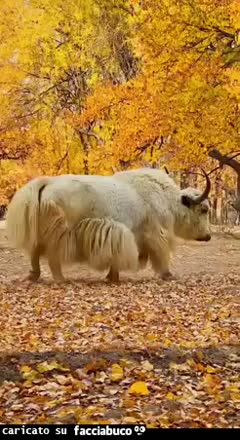 Tutti i meme su Yak - Facciabuco.com